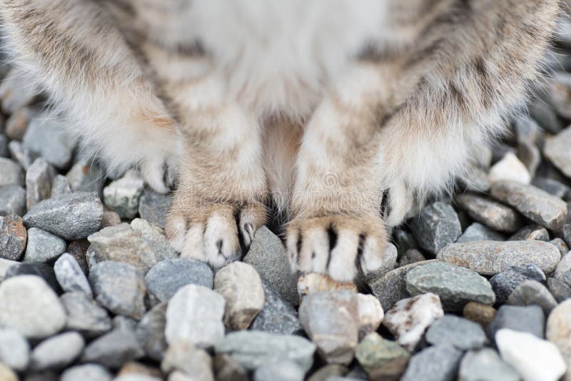 Feline & Feet stock photo. Image of love, kitten, funny - 1959518