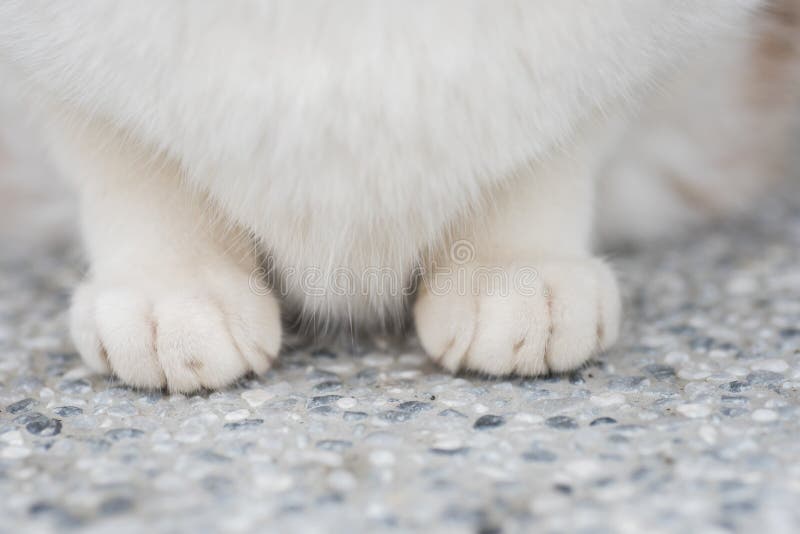 Cats feet stock image. Image of front, foot, white, animal - 2940749