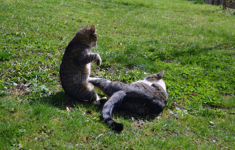 Cats fighting in a garden stock photo. Image of green - 315134840