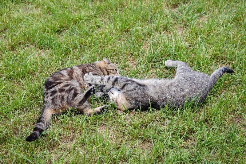 Cats are Fighting on the Lawn Stock Photo - Image of wrestling, grass ...