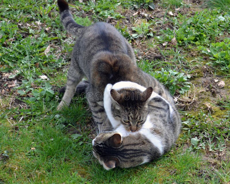 Cats fighting outdoor stock photo. Image of grass, fight - 315134830