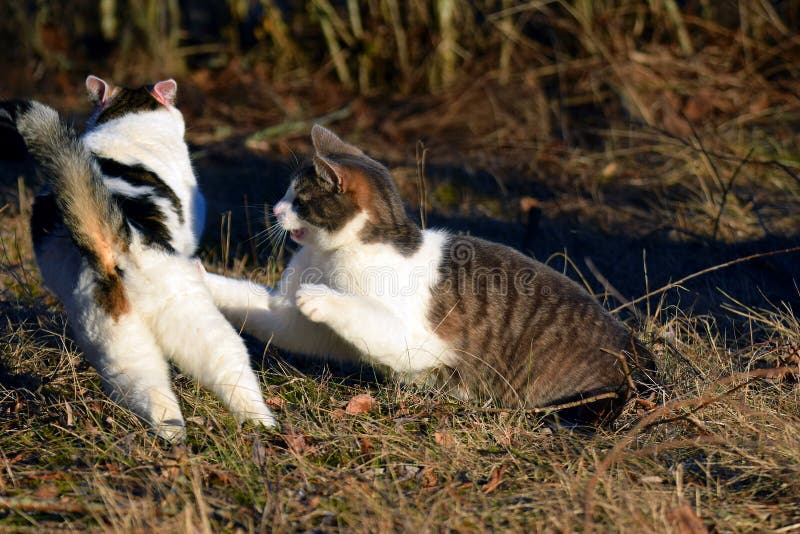 Cats fighting outdoors stock image. Image of action, spirited - 90778153