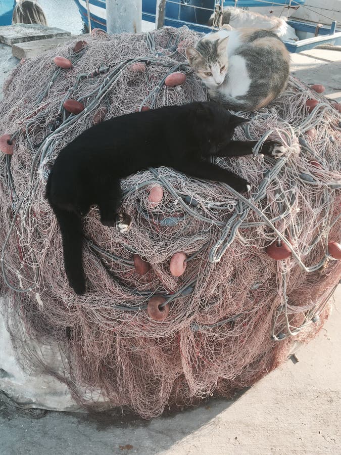 Cats on the fishing net stock image. Image of sail, shadow - 99489211