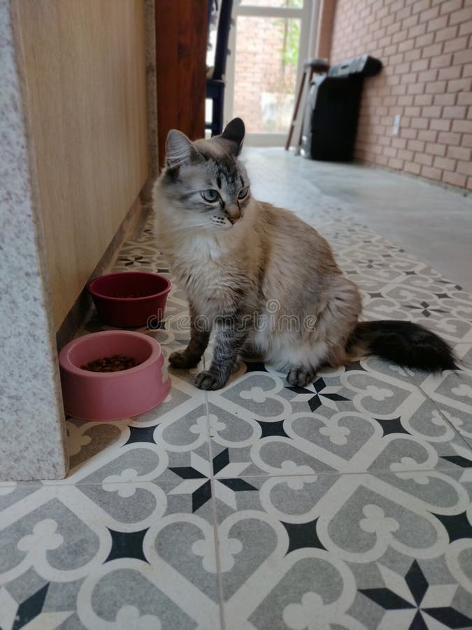 Cats on the Floor in Front of a Bowl of Feed Stock Image - Image of ...