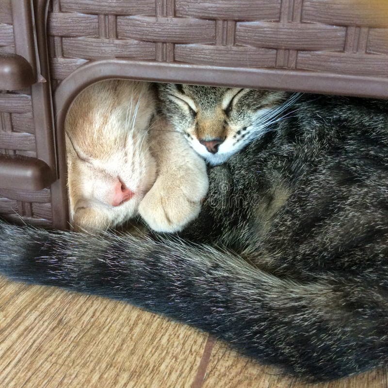 Cats Funny Sleeping Together in a Cat House Stock Photo - Image of ...