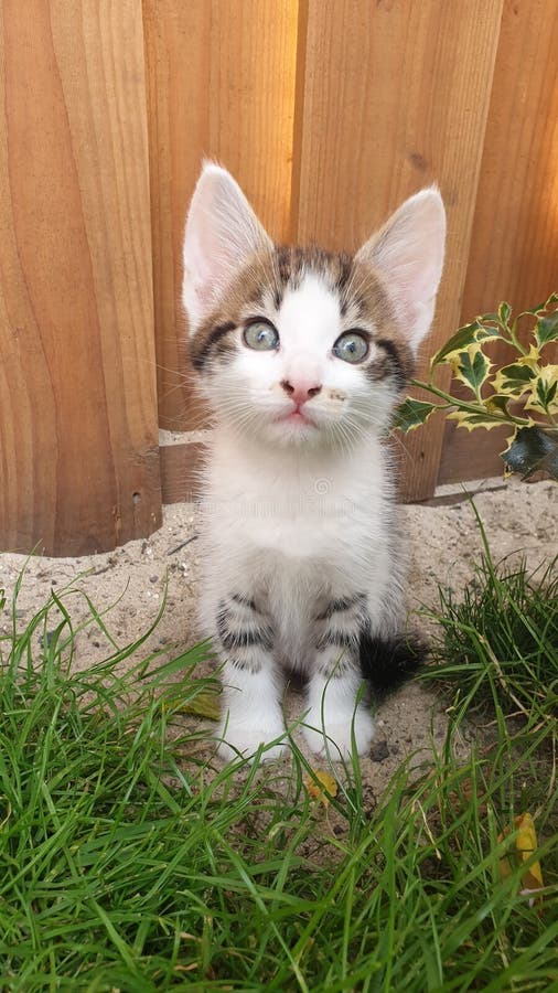 Cats in garden in summer stock photo. Image of summer - 354942258