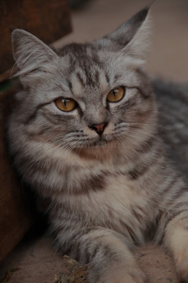 Cats are God& X27;s Gift To His Creatures Stock Photo - Image of ...