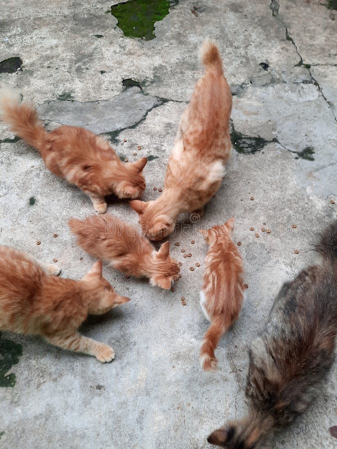 Cats going to wild stock photo. Image of animal, wild - 269890548