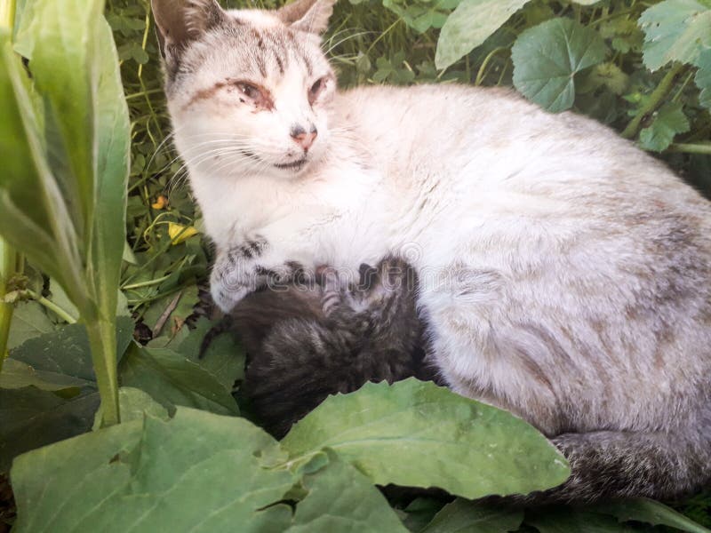 Cats stock image. Image of animals, childrens, cats - 113440063