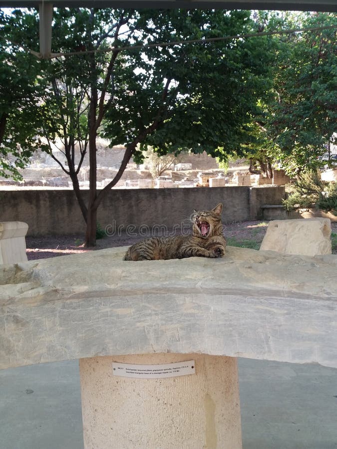 Cats on Greek ruins editorial stock photo. Image of stray - 129257243