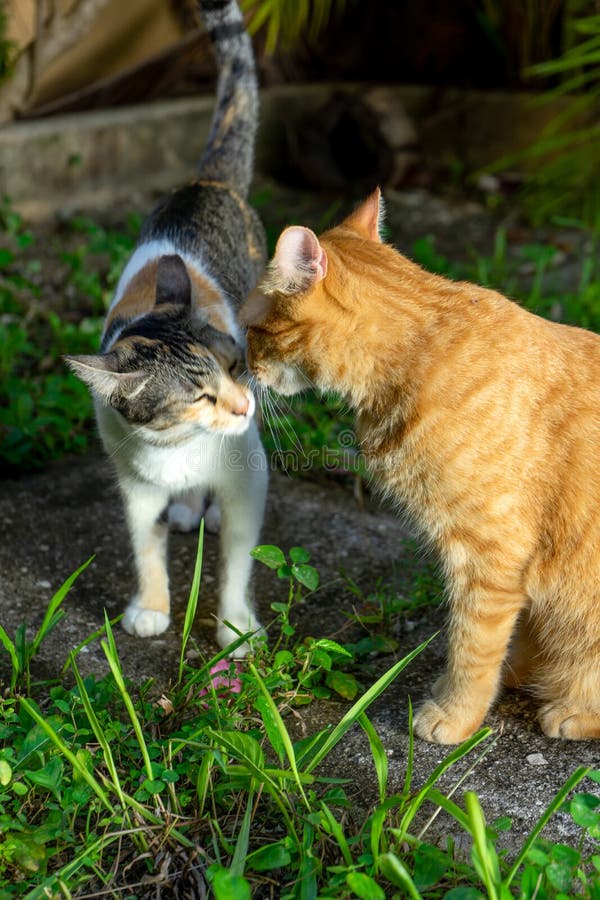 Cats greeting each other stock image. Image of kitten - 174316507