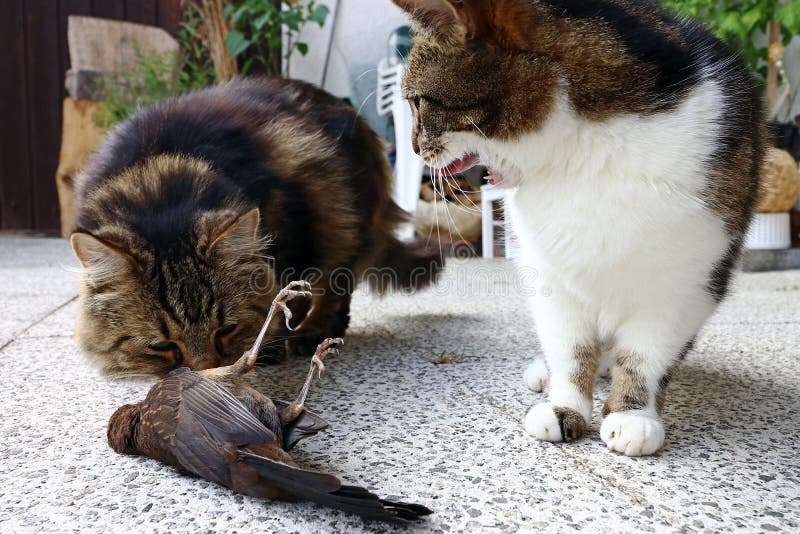 A cat on bird s hunt stock photo. Image of interests - 33270316