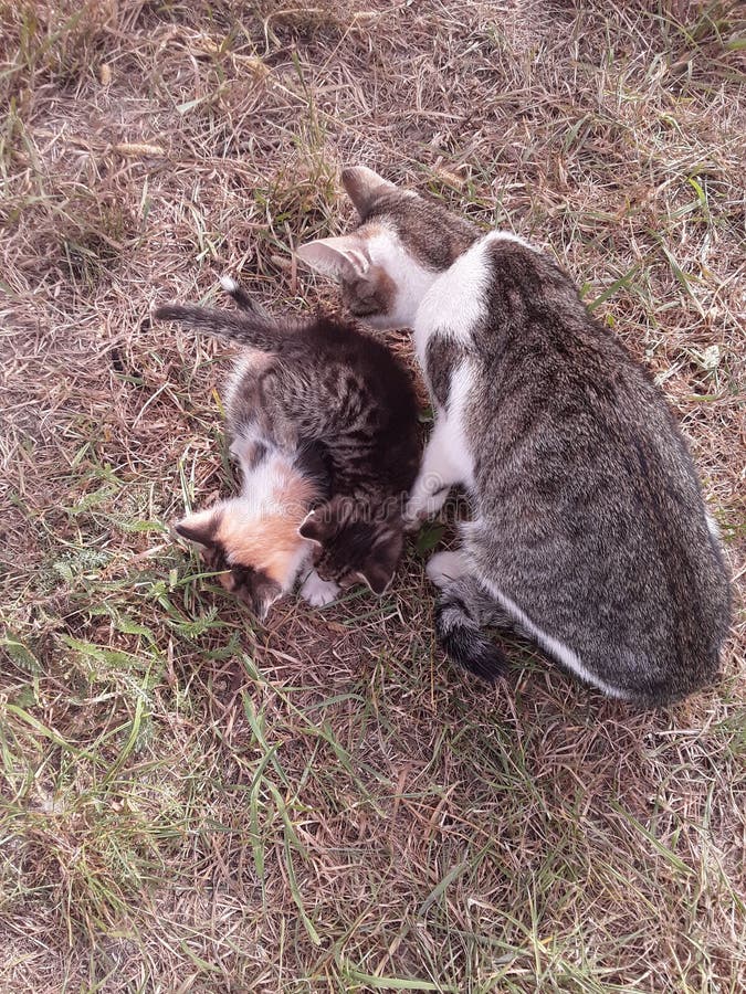 Cats Have Fun in the Garden in the Village Stock Photo - Image of ...