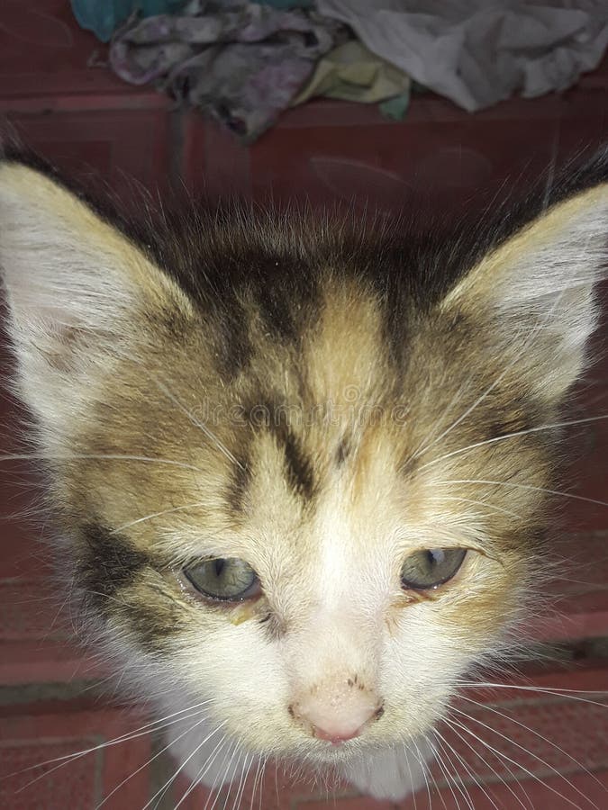 Cats Have Fun in the Garden in the Village Stock Photo - Image of cute ...