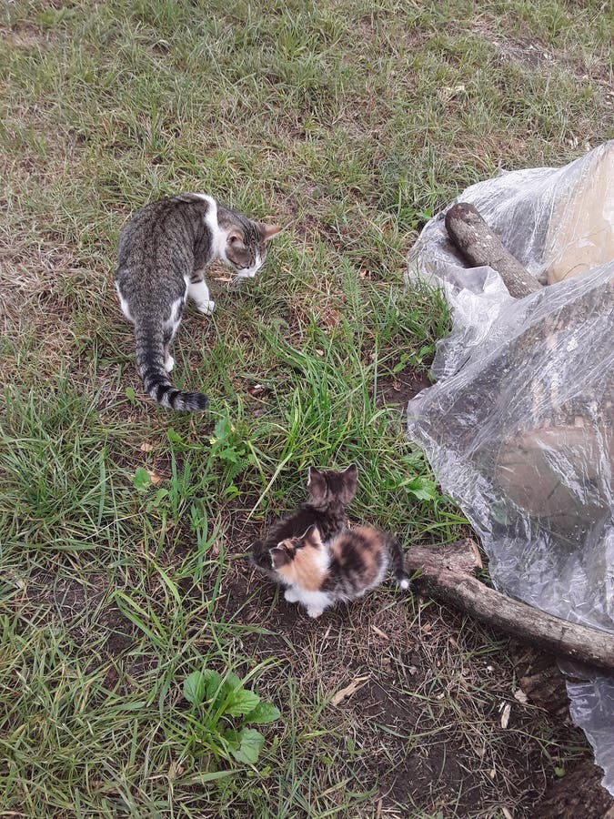 Cats Have Fun in the Garden in the Village Stock Image - Image of alone ...