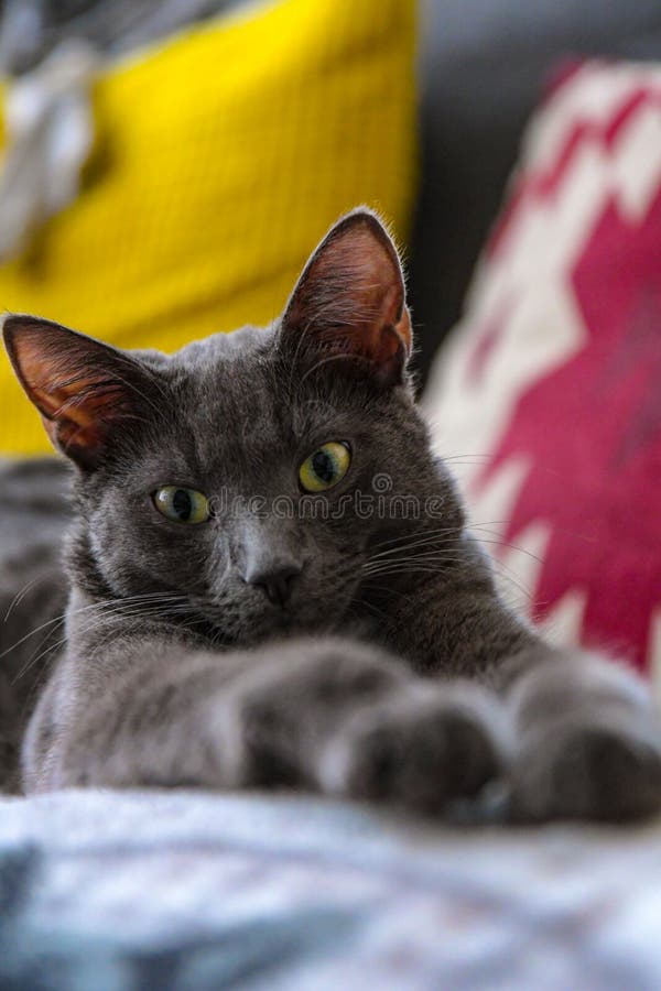 Cats at home stock image. Image of camera, chat, watching - 162388549