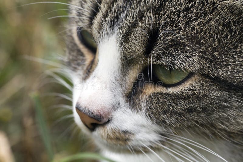 Cats head stock photo. Image of head, nose, whiskers - 23977010