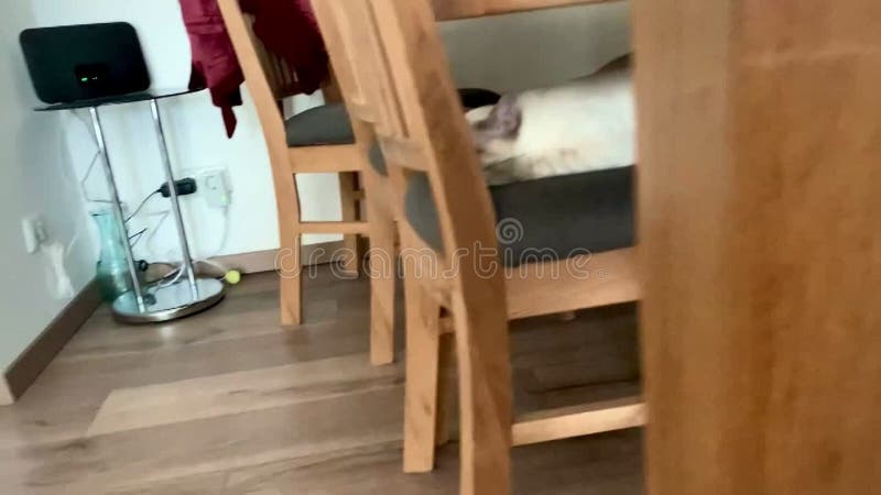 Cats are Hiding Under the Table on Chairs, Looking at the Camera Stock ...