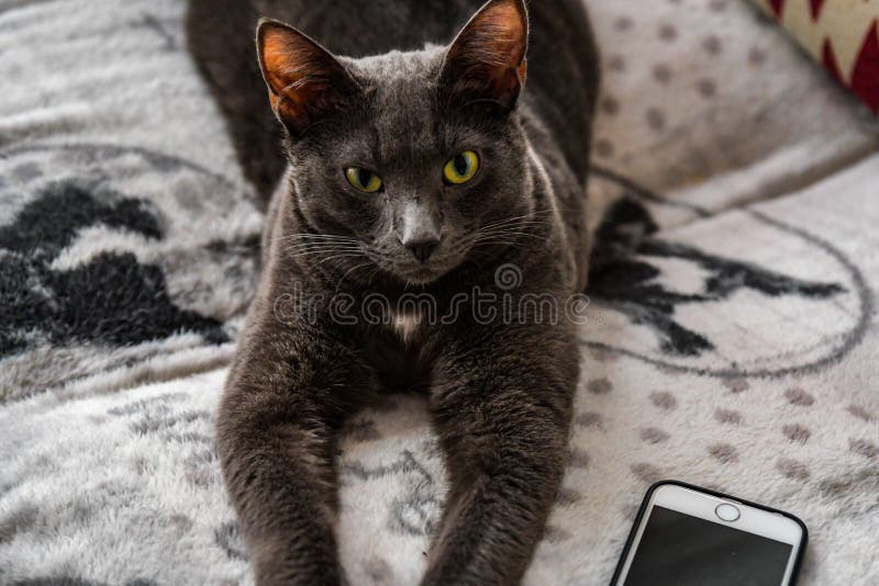 Cats at home stock image. Image of cats, pose, russian - 162388245