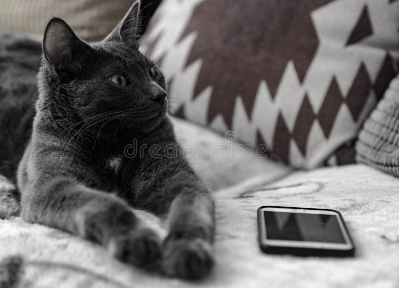 Cats at home stock image. Image of russian, felin, blue - 162388439