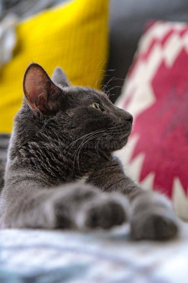 Cats at home stock photo. Image of chat, playing, pose - 162388454