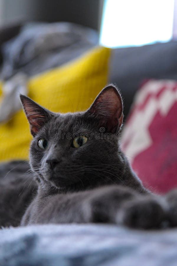 Cats at home stock photo. Image of kitty, small, happy - 162388658