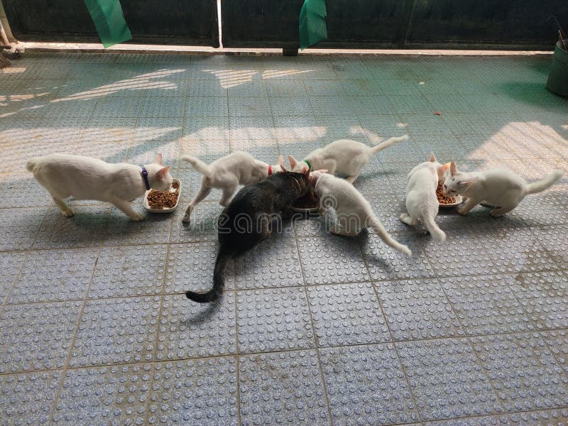 Cats House Eating White Stray Stock Image - Image of cats, animal ...