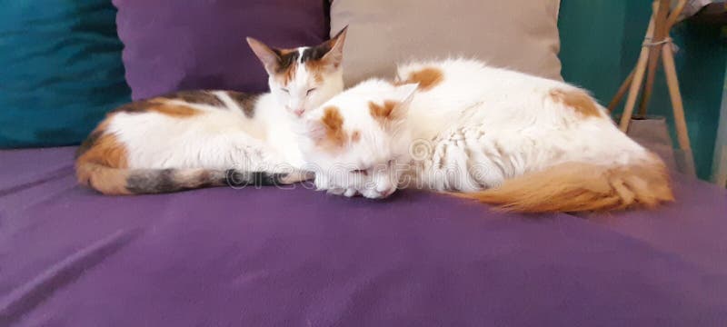 CATS in HuggingðŸ ± stock image. Image of textile, mammal - 255728803