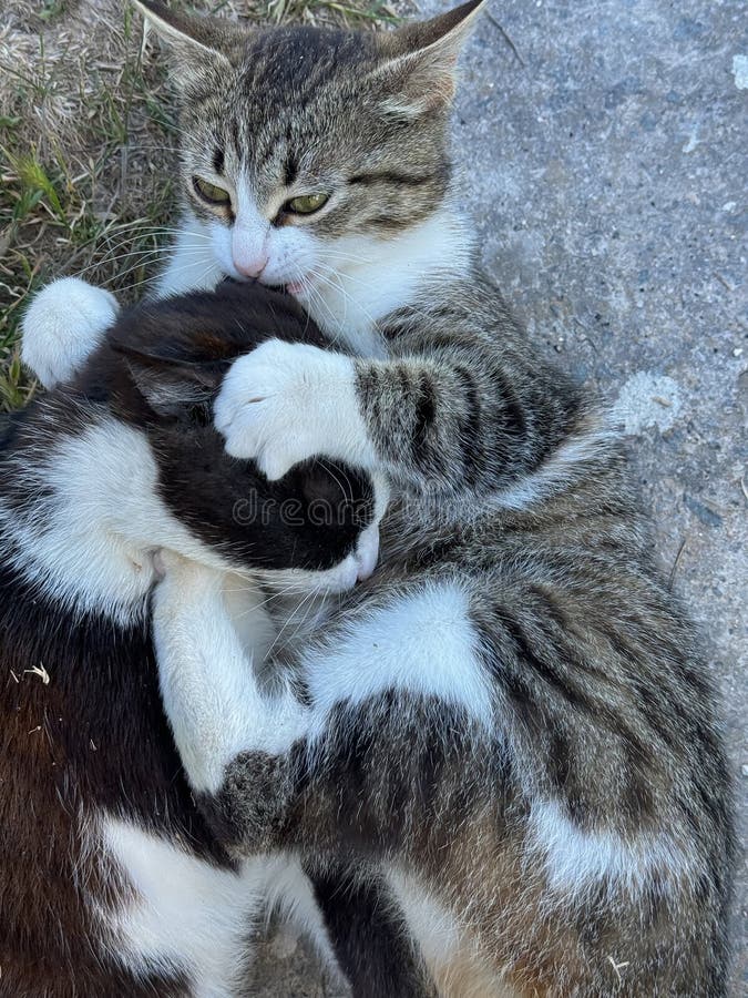 Cats Hugging Playing Together Nice Stock Photo - Image of brown ...