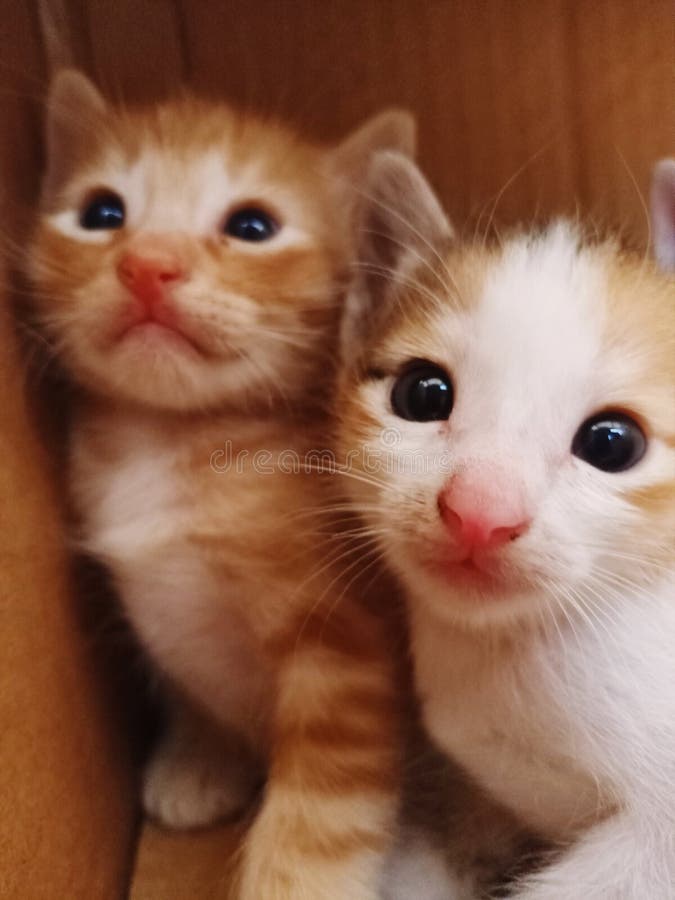 A cats stock image. Image of look, like, mouse - 208826095