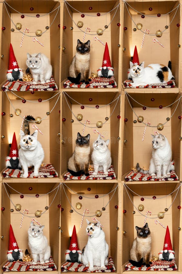 Cats Inside a Cardboard Box.Creative Collage Concept. New Year and ...