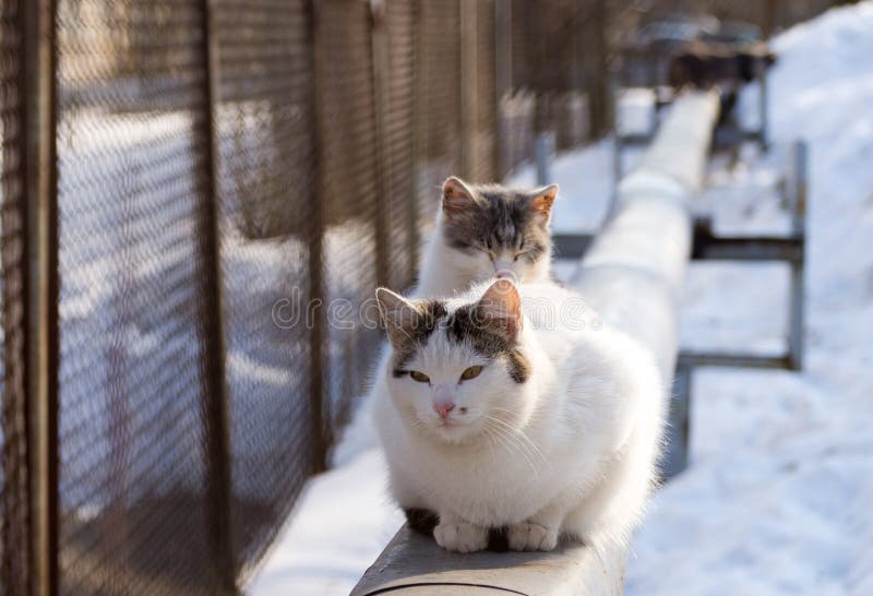 Cats Insulated Pipe Stock Photos - Free & Royalty-Free Stock Photos ...