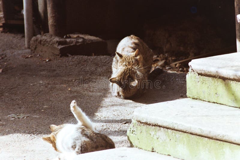 Cats Do Not Ask, they Just Take Everything they Need. Stock Image ...