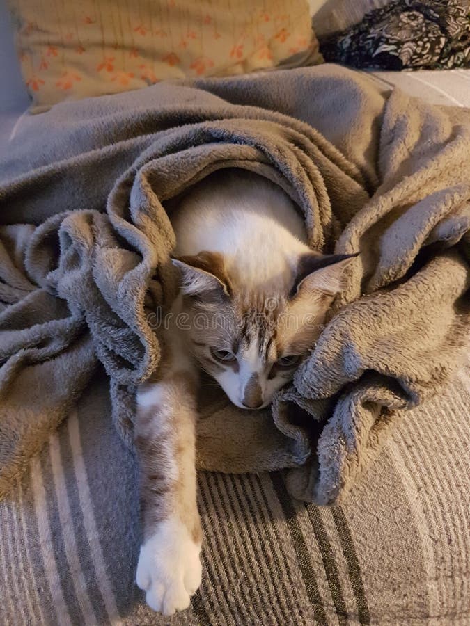 Cats Kitten Funny Chat Froid Chill Stock Image - Image of funny, kitten ...