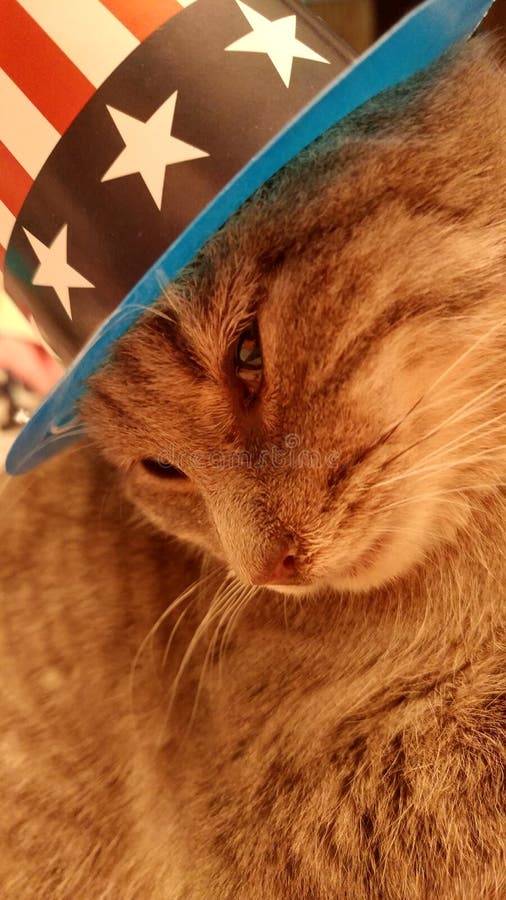 Patriotic Cats Stock Photos - Free & Royalty-Free Stock Photos from ...