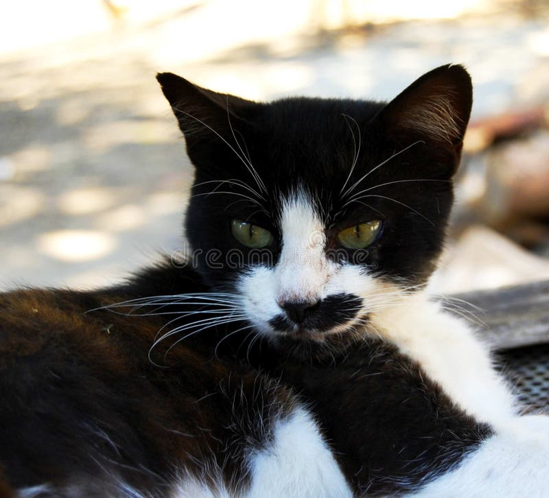 Cats Kittens Even Resting Room Outside Stock Photos - Free & Royalty ...