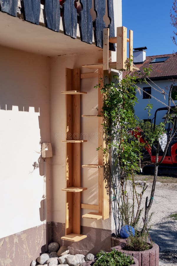 Cats leader stock image. Image of architecture, cats - 146896555