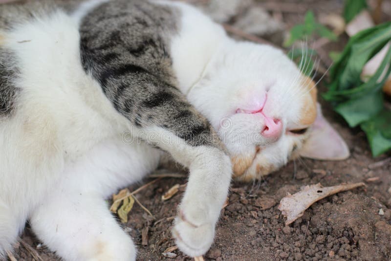 Cats Lie stock photo. Image of kitty, grey, curious, close - 64753888