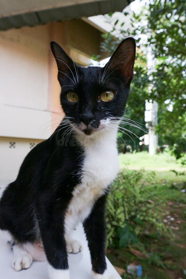 Cats like panda stock photo. Image of carnivore, animal - 262987196