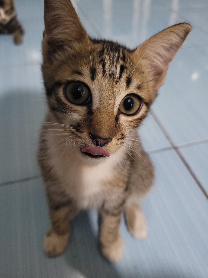 Cats Like To Play, so they Look Very Cute Stock Photo - Image of ...