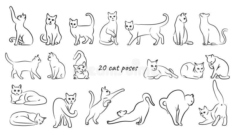 Cats Line Poses Set on White Background Stock Vector - Illustration of ...