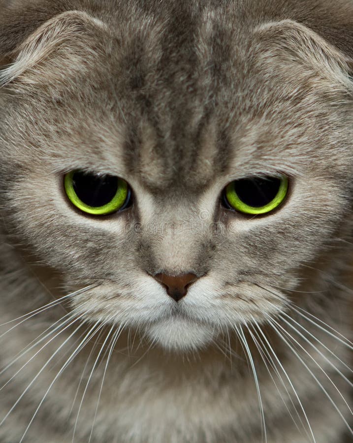 Cats look stock photo. Image of look, face, head, eyes - 13218768