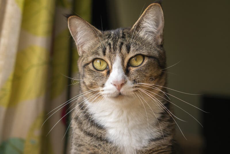 The Cats Look Very Cute this Way Stock Image - Image of house ...