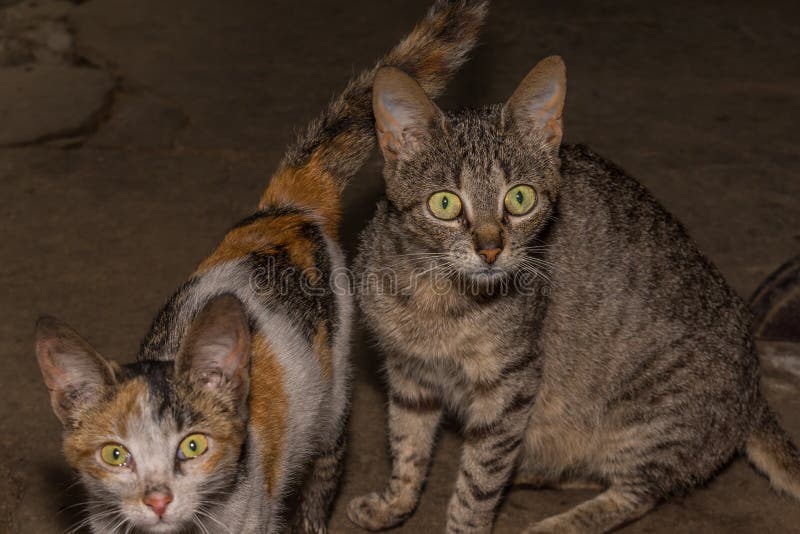 CATS LOOKING at CAMERA stock image. Image of human, kitten - 156062539