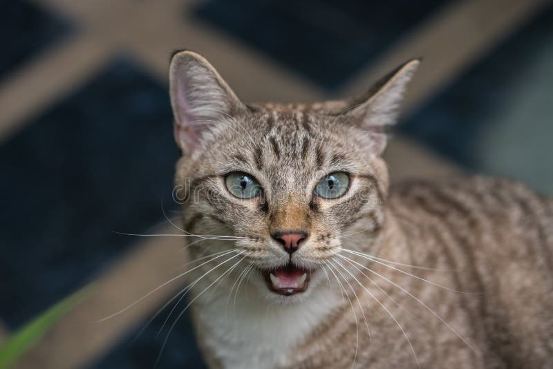 The Cat is Looking Forward. Stock Image - Image of mammals, portrait ...