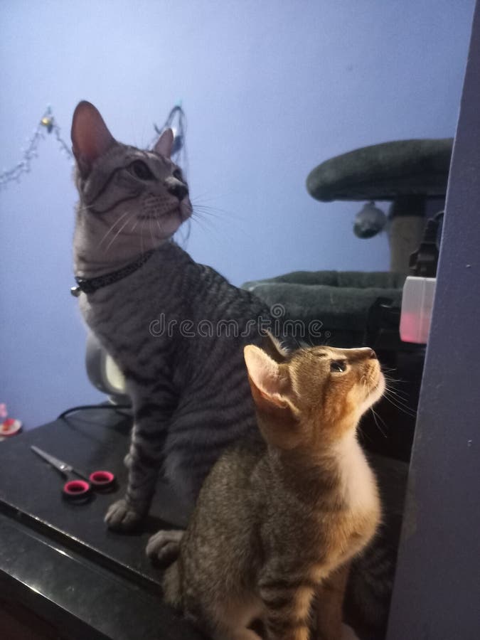 Cats looking for what stock image. Image of staring - 262533083