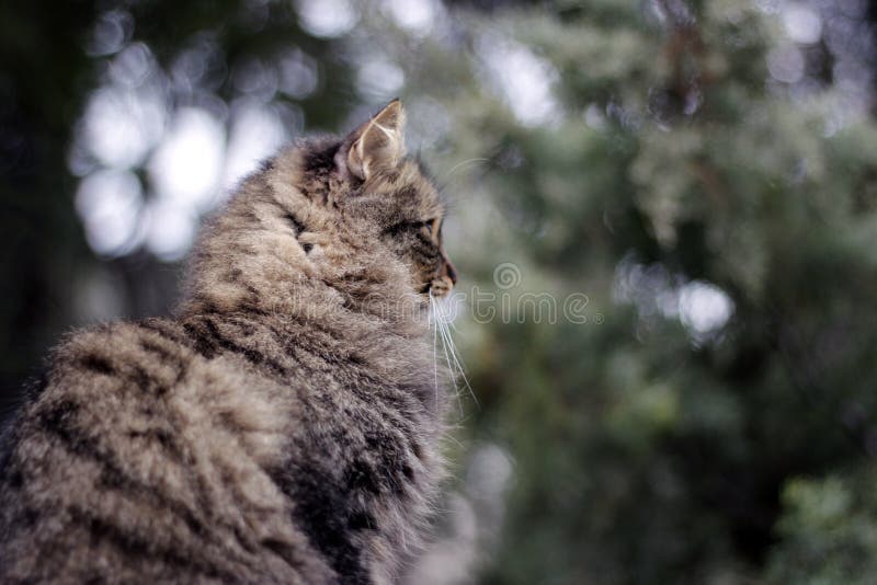 Cat in nature. stock photo. Image of mammals, beauty - 140399978