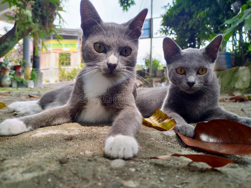 Cats Looks at you stock photo. Image of animal, nose - 263867128