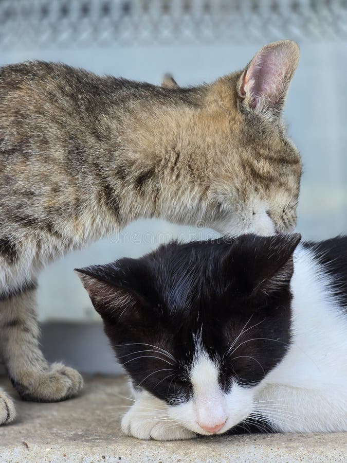 Cats loving each other stock photo. Image of snout, wildcat - 341927324