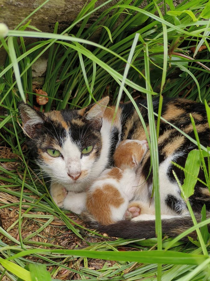 Cats Loving Mam, Wild Cat with Kitten Stock Photo - Image of kitten ...